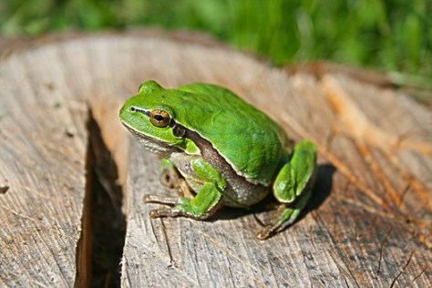 connaissez-vous l’histoire de la toute petite grenouille ? – DantotsuPM.com